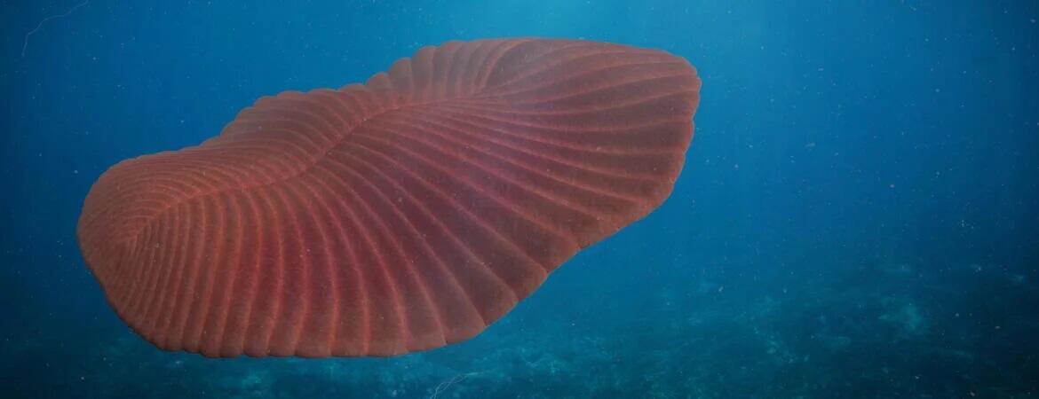 Earth might be experiencing 7th mass extinction, not 6th | Earth and ...