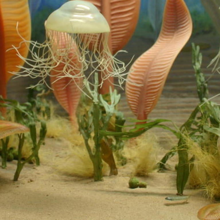 All Articles with the Category: Paleontology, Paleobiology ...